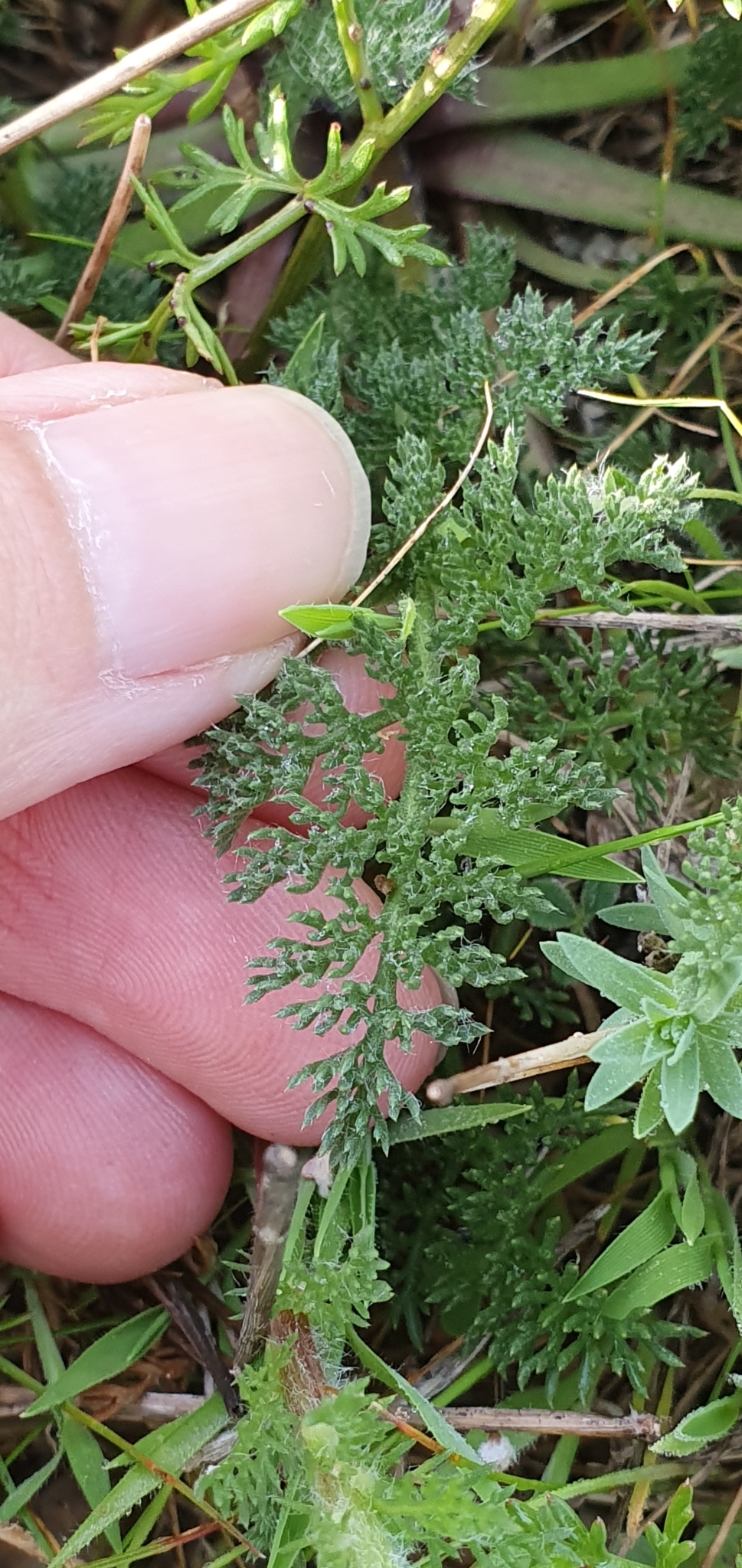 Anacyclus pyrethrum (L.) Link