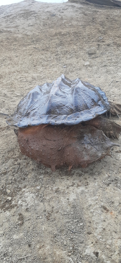 Orinoco Mata Mata from Villanueva, Casanare, Colombia on March 6, 2021 ...