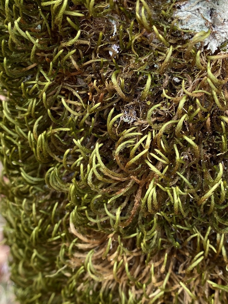 smooth hook moss from Grayson Highlands State Park, Grayson County, VA ...