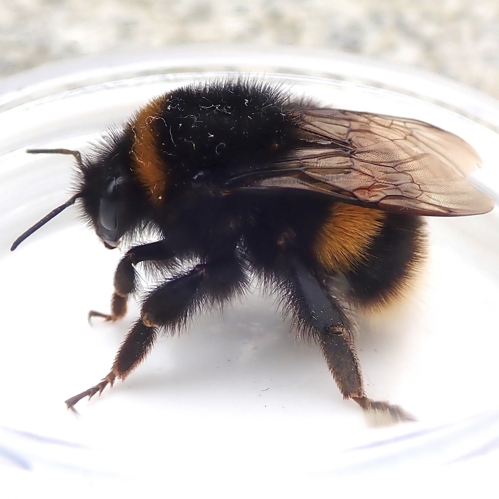 Buff-tailed Bumble Bee from Kelvedon Close, Chelmsford, England, GB on ...