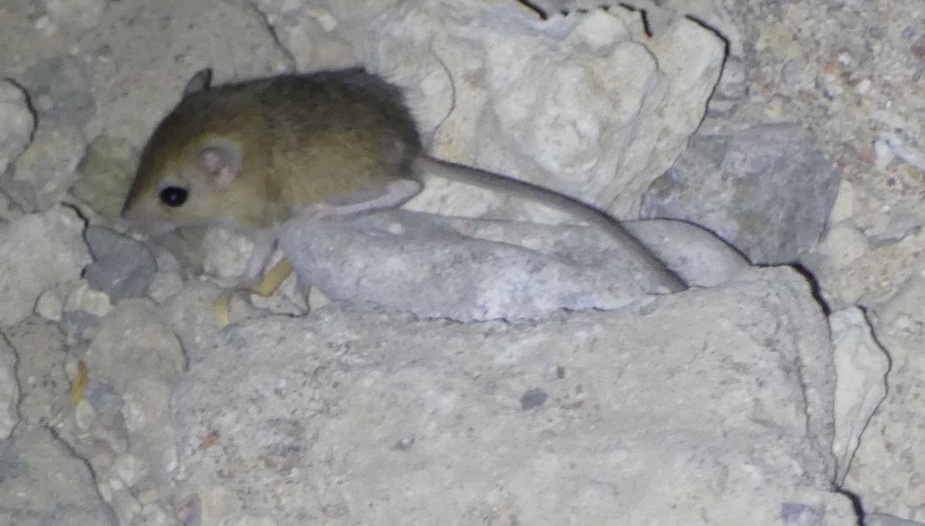 Wagner's Gerbil (Gerbillus dasyurus) - Know Your Mammals