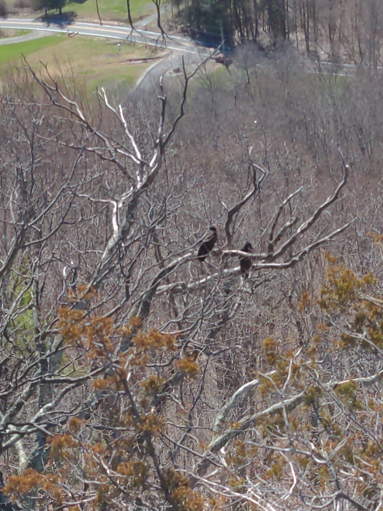Turkey Vulture from Southington, CT 06489, USA on April 3, 2021 at 10: ...