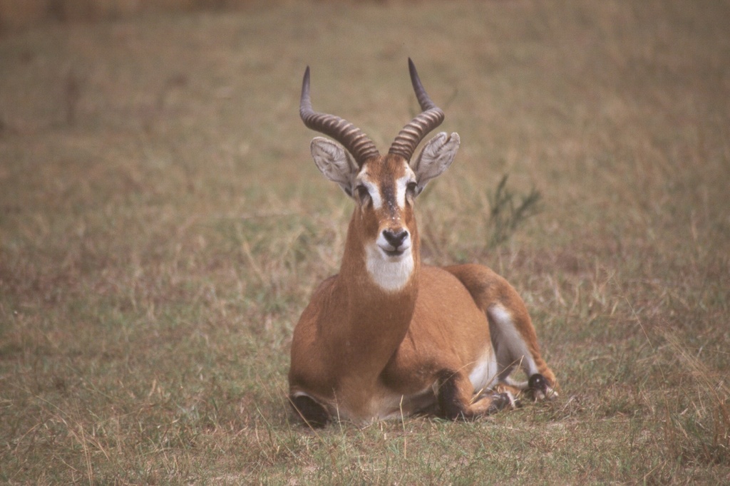 Ugandan Kob (Kobus kob thomasi) - Know Your Mammals
