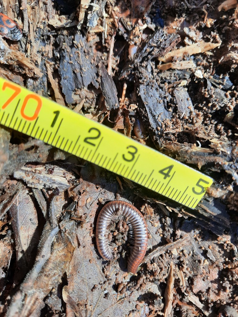 Megaphyllum from Comana, Romania on March 27, 2021 at 12:12 PM by ...