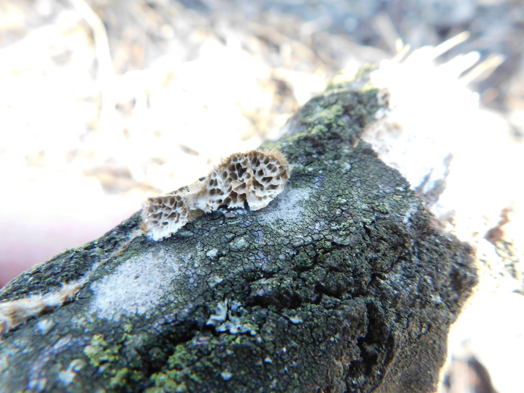 Trametes trogii from North Park, Chicago, IL, USA on March 29, 2021 at ...