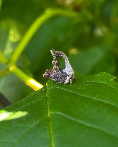 Cladonota crassipunctata · iNaturalist