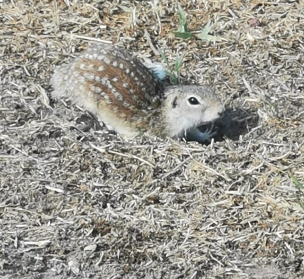 Mexican Ground Squirrel from Parque Metropolitano, Zapopan, Jal ...