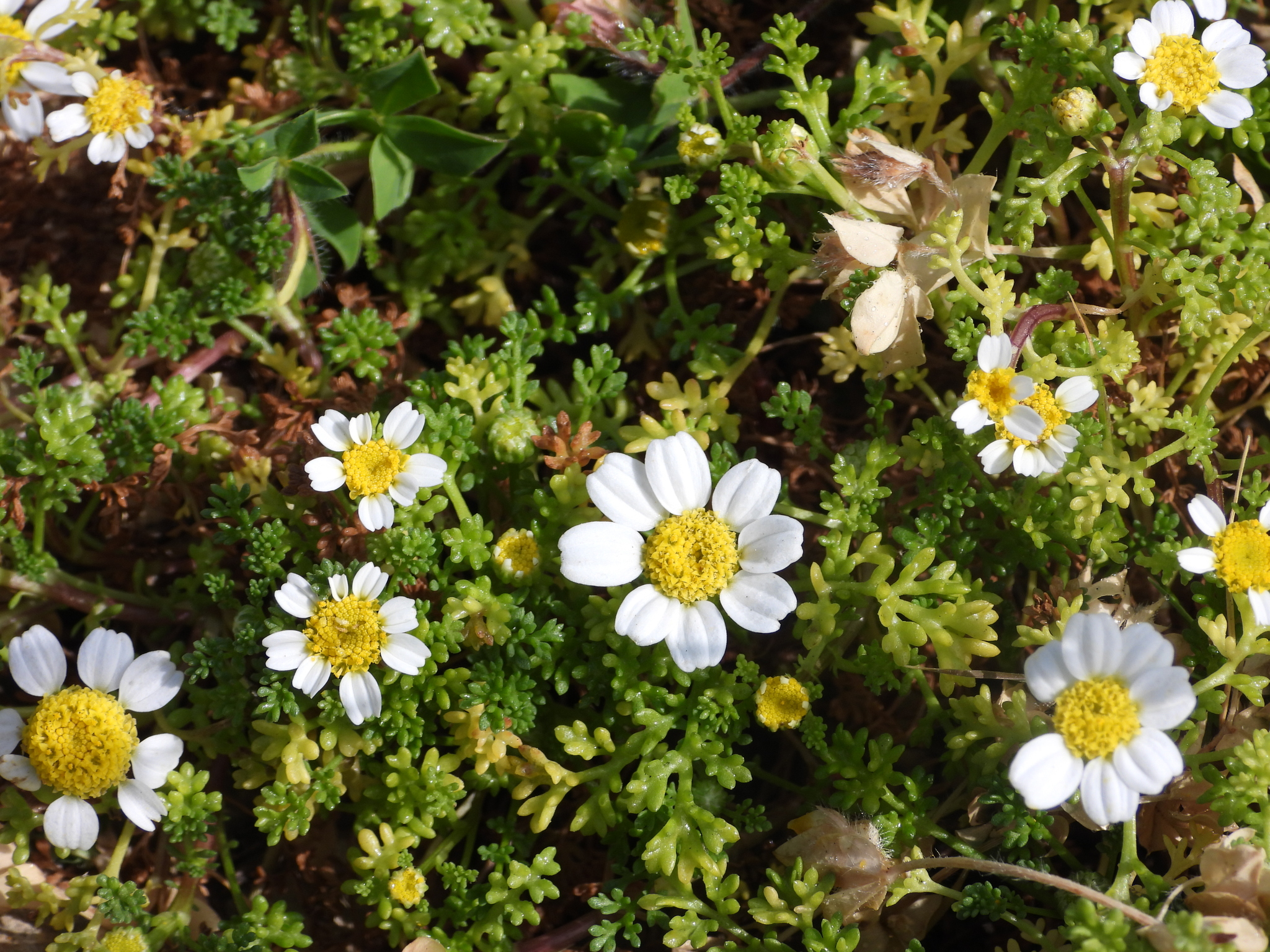 Anthemis secundiramea Biv.