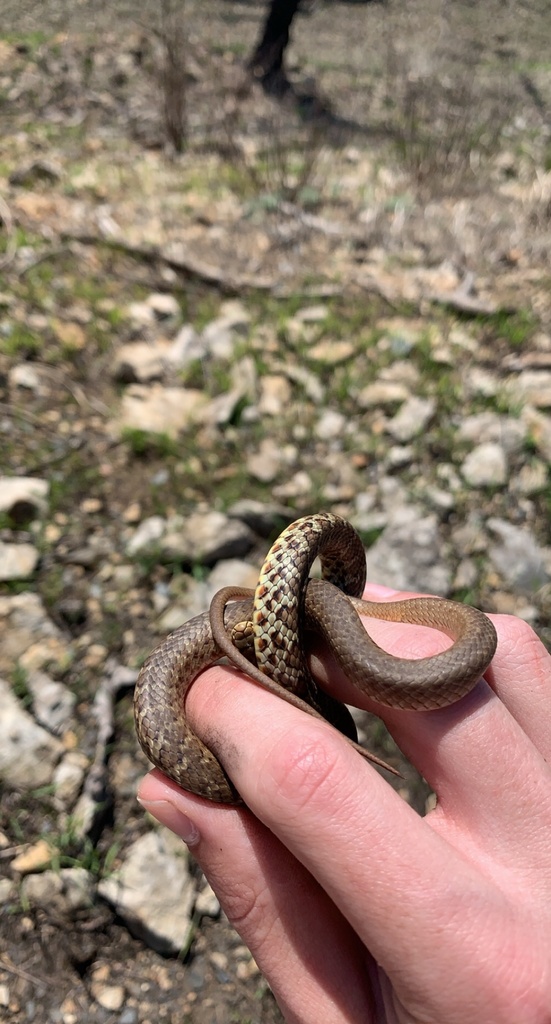 Eastern Yellow-bellied Racer in April 2021 by viper85 · iNaturalist