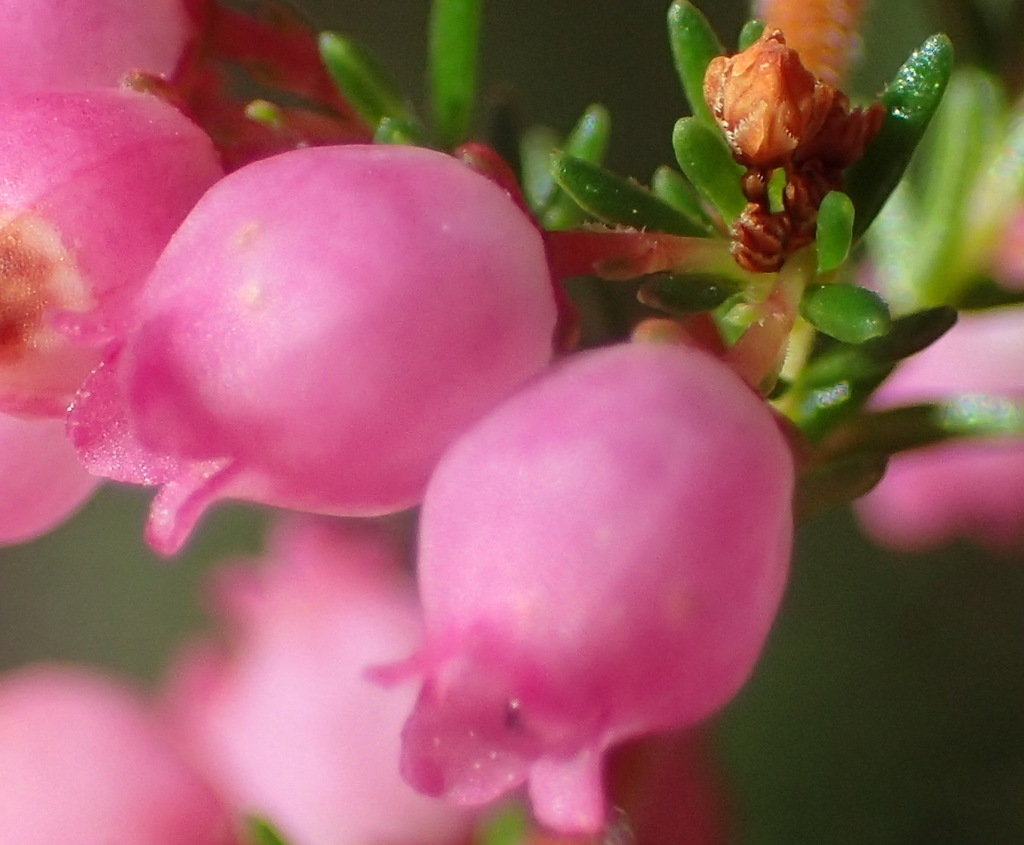 Graceful Heath from Jubilee Creek to Mother Holly's on March 22, 2021 ...