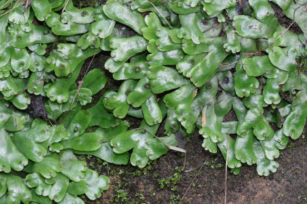 Marchantia from Springside Nature Reserve, Hillcrest, KwaZulu-Natal ...