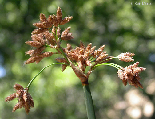 hardstem bulrush (Plants of John Martin Reservoir State Park) · iNaturalist