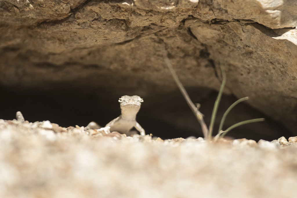 Zebra-tailed Lizard from Santa Rosa Wildlife Area, Riverside ...