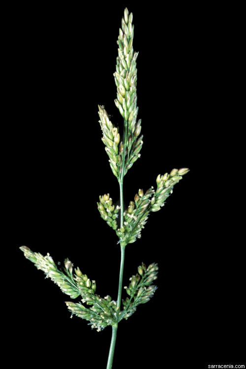 Weißes Straußgras (002 Spickzettel Poaceae) · iNaturalist