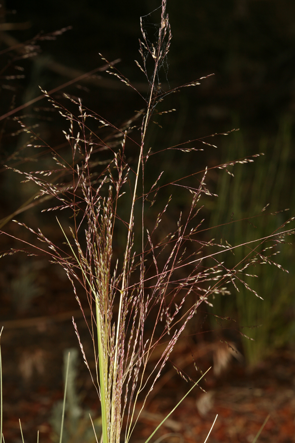Alkali Sacaton (Plants of Lathrop State Park) · iNaturalist