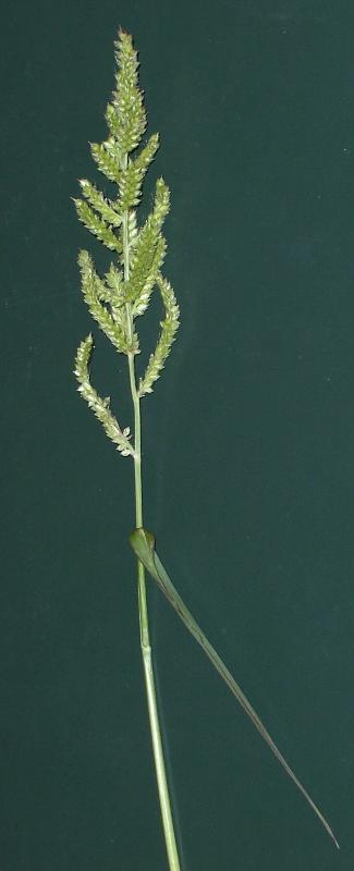 Barnyardgrass (Plants of St. Vrain State Park) · iNaturalist