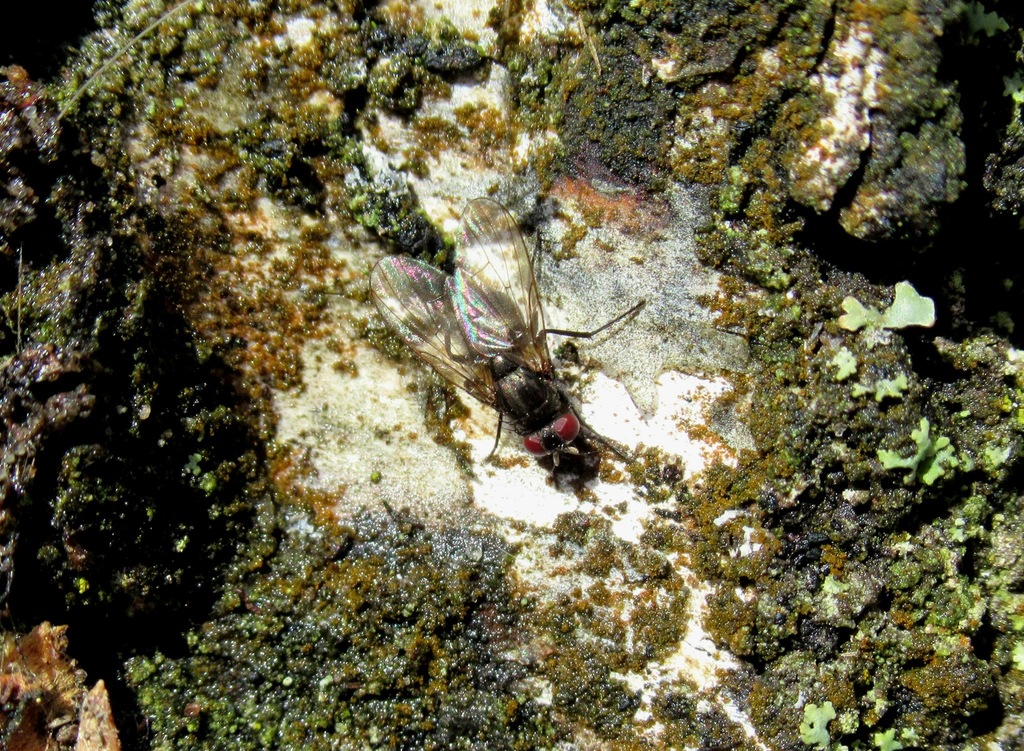 Hydrotaea cyrtoneurina from Жодино, Беларусь on April 2, 2021 at 03:12 ...