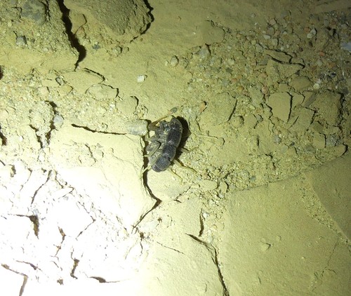 Orthochirus aristidis · iNaturalist