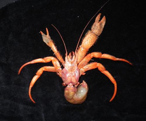 Longhand Hermit Crab (Pagurus tanneri) · iNaturalist