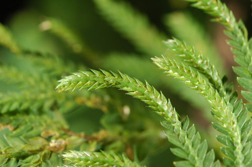 Phylum Lycophyta Examples