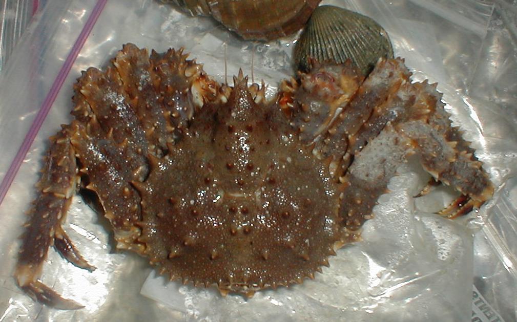 Paralithodes platypus (Brandt, 1851)