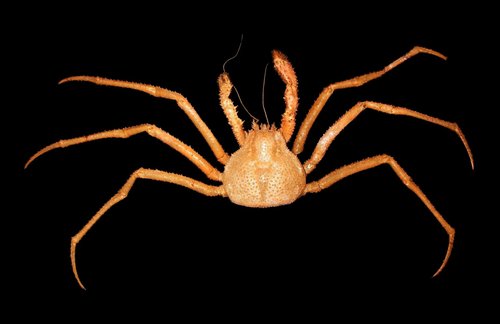Spiny king crab (Paralomis multispina)