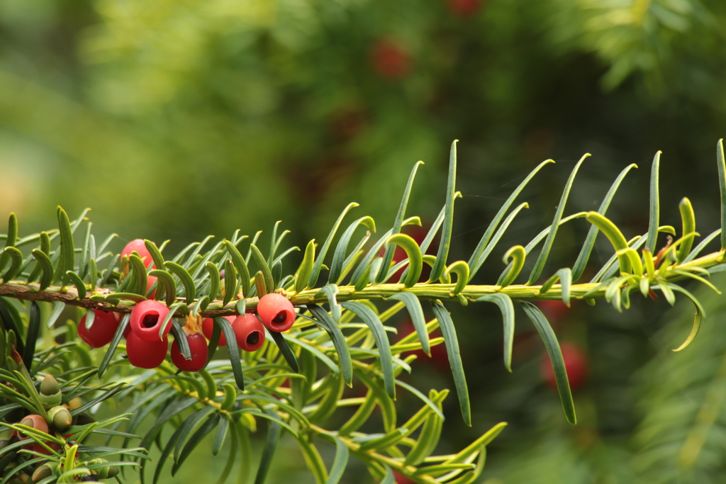 conifers (Pinales) - Botanical Realm