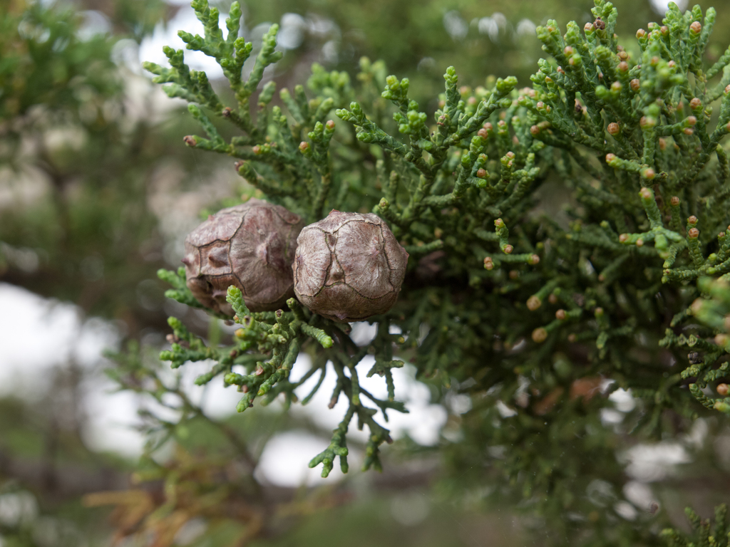 conifers (Pinales) - Botanical Realm