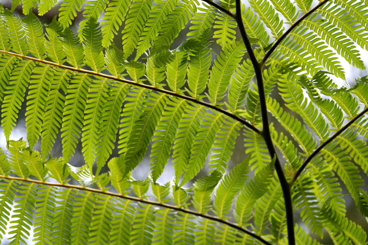 ferns (Polypodiopsida) - Botanical Realm