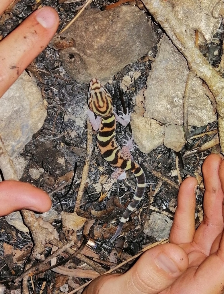Yucatán Banded Gecko from Berriozábal, Chis., México on March 27, 2021 ...