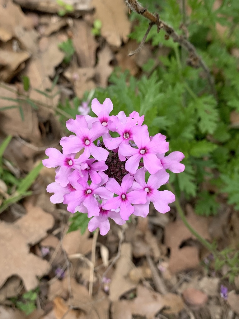 rose vervain from Ray Roberts Lake State Park, Valley View, TX, US on ...