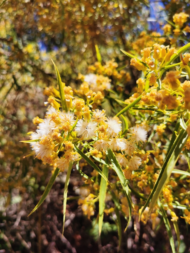 Willow Ragwort from Pueblo Nuevo, Dgo., México on March 27, 2021 at 12: ...