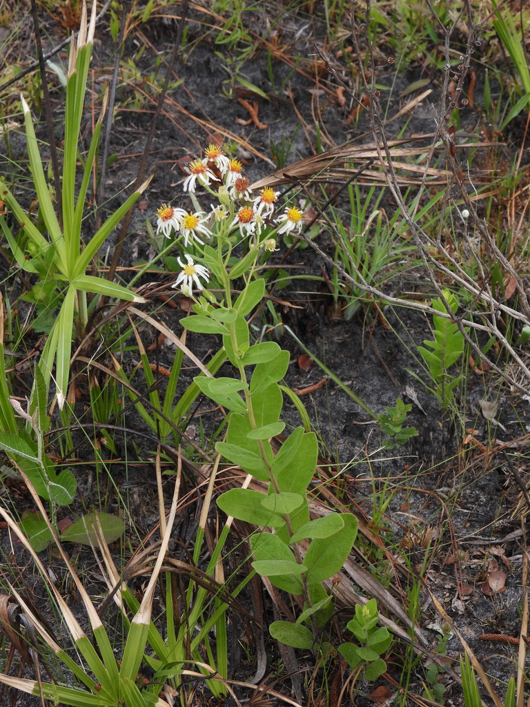 Dixie aster (Sericocarpus tortifolius) - Botanical Realm