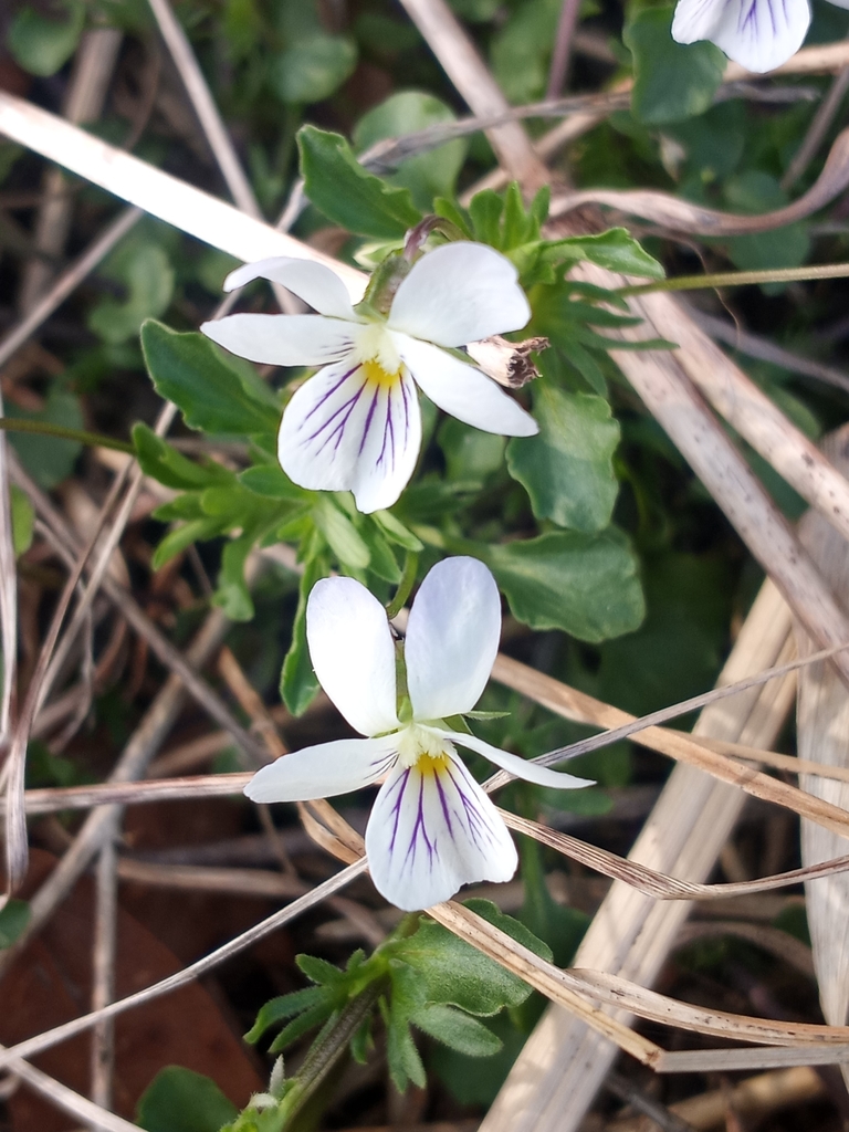 American field pansy from Federalsburg, MD 21632, USA on April 03, 2021 ...