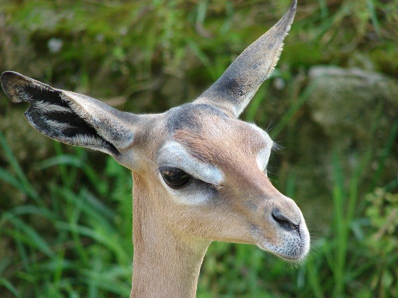 Long-necked Antelopes (Litocranius) - Know Your Mammals