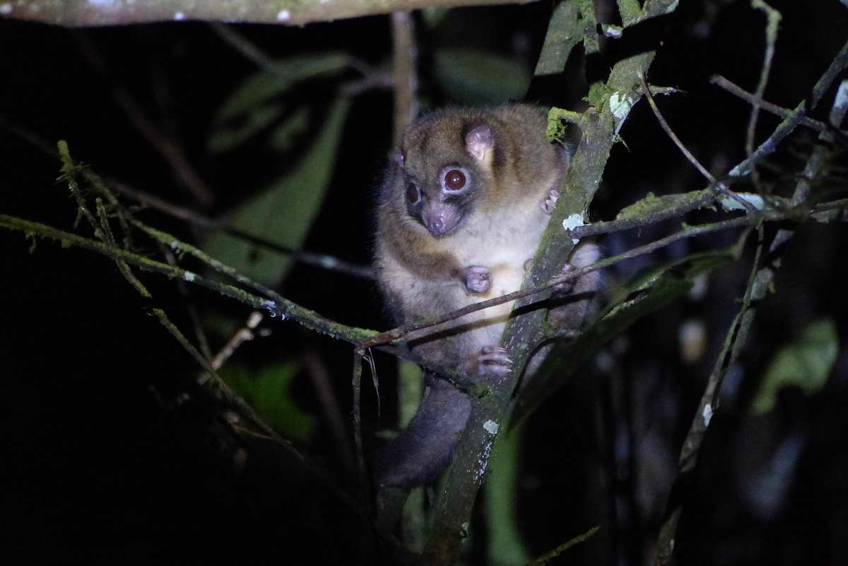 Pseudochirulus schlegeli (Jentink, 1884)