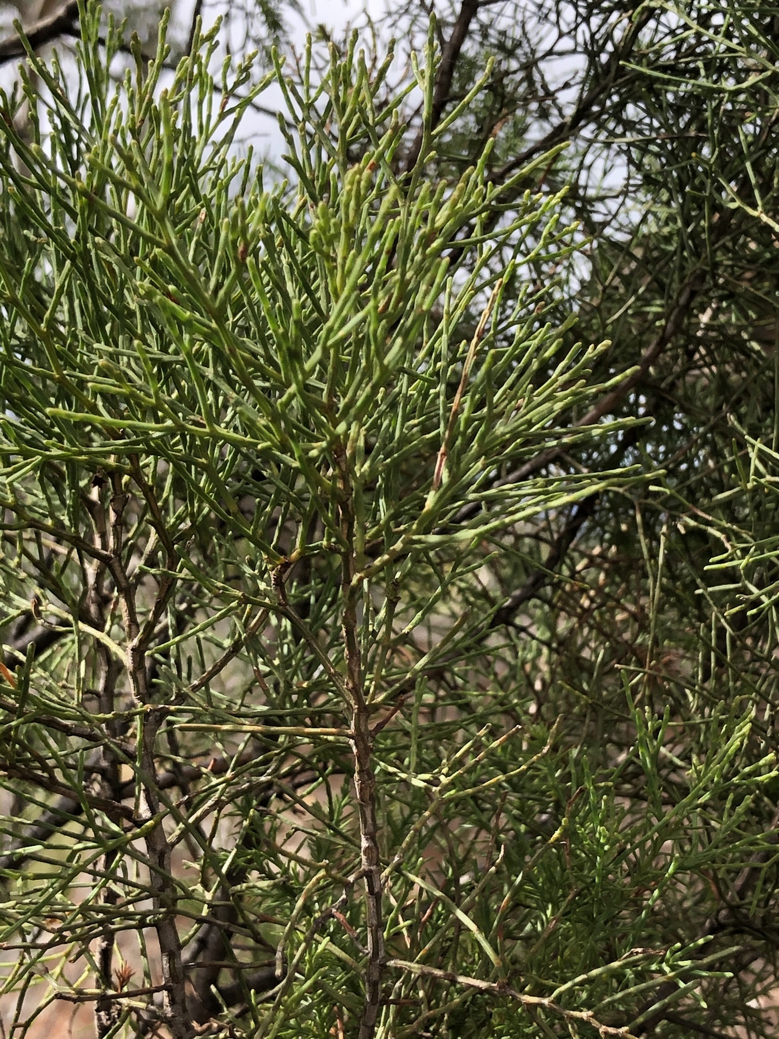 Callitris muelleri (Parl.) Benth. & Hook.f. ex F.Muell.