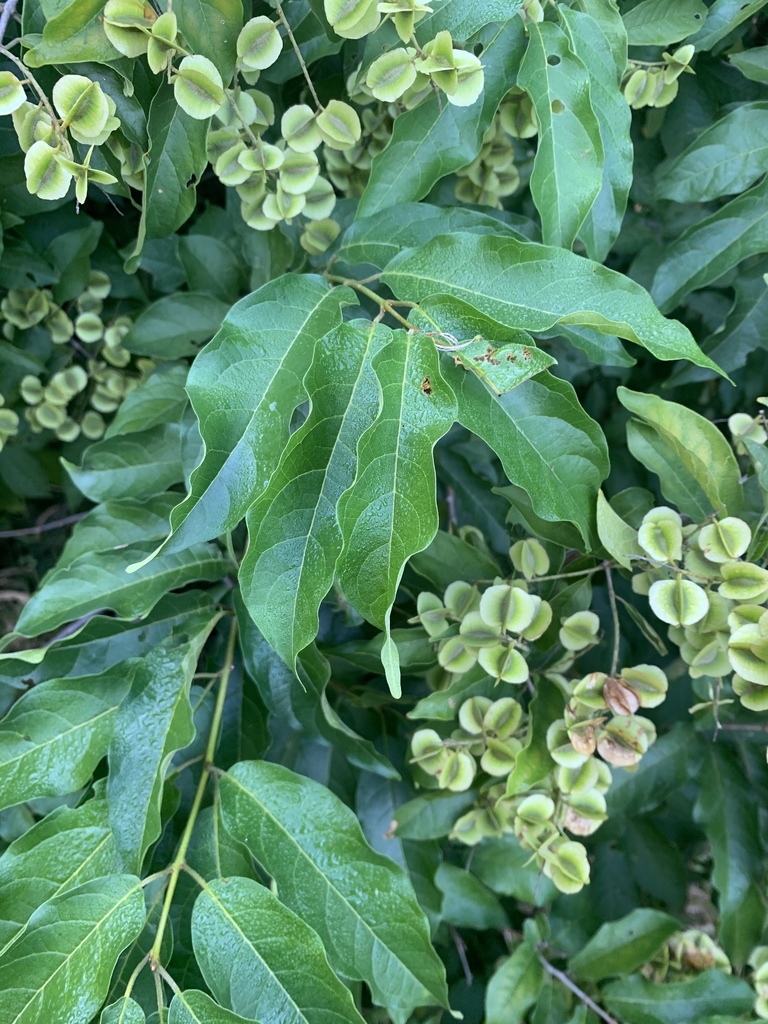Bushwillows from Vhembe, Kruger National Park, ZA-NP, ZA on April 1 ...