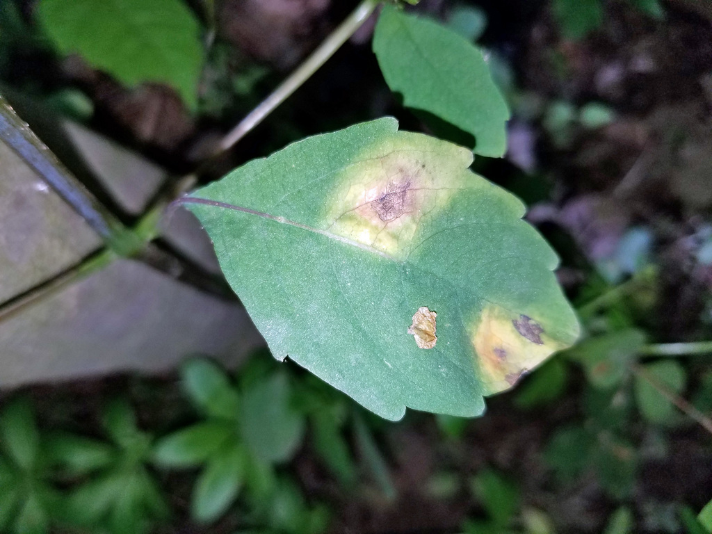 orange wheat rust from Howard County, MD, USA on May 31, 2020 at 09:46 ...