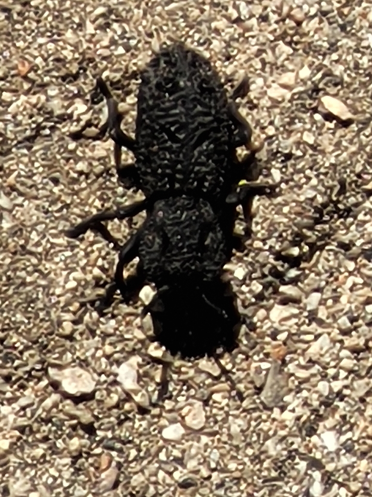 Diabolical Ironclad Beetle from Wilderness Gardens Open Space Preserve ...