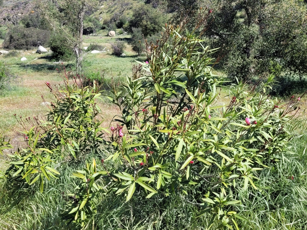 oleander from Pala, CA 92061, USA on April 3, 2021 at 10:47 AM by ...
