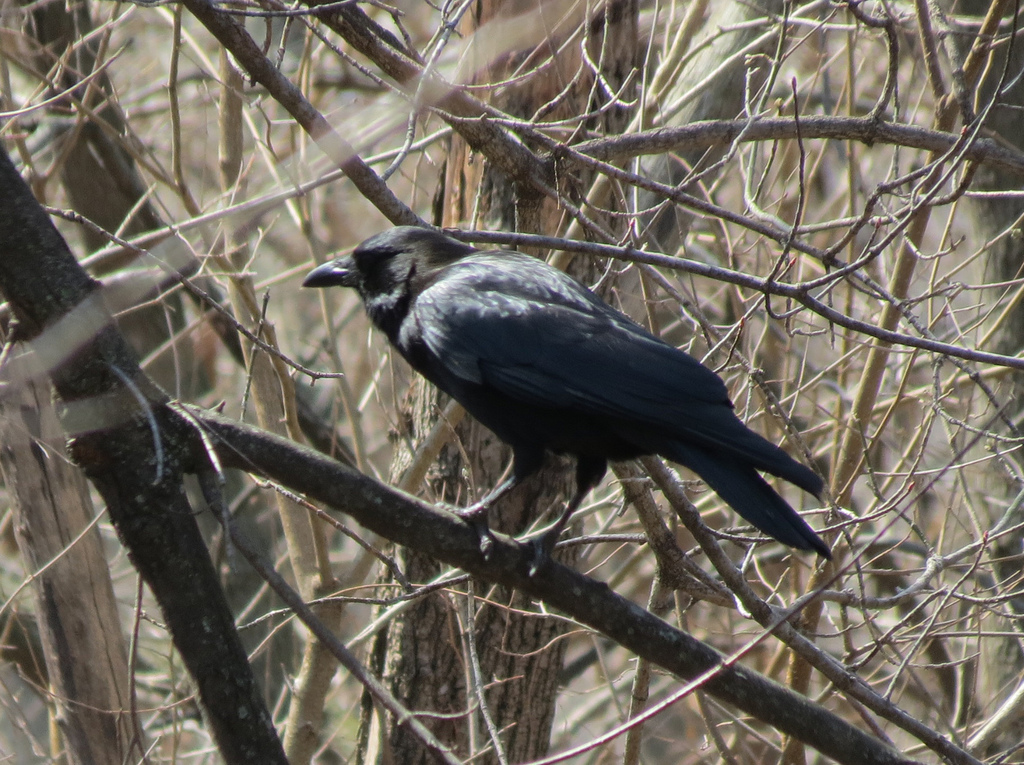 American Crow from Winnebago County, IL, USA on April 03, 2021 at 02:04 ...