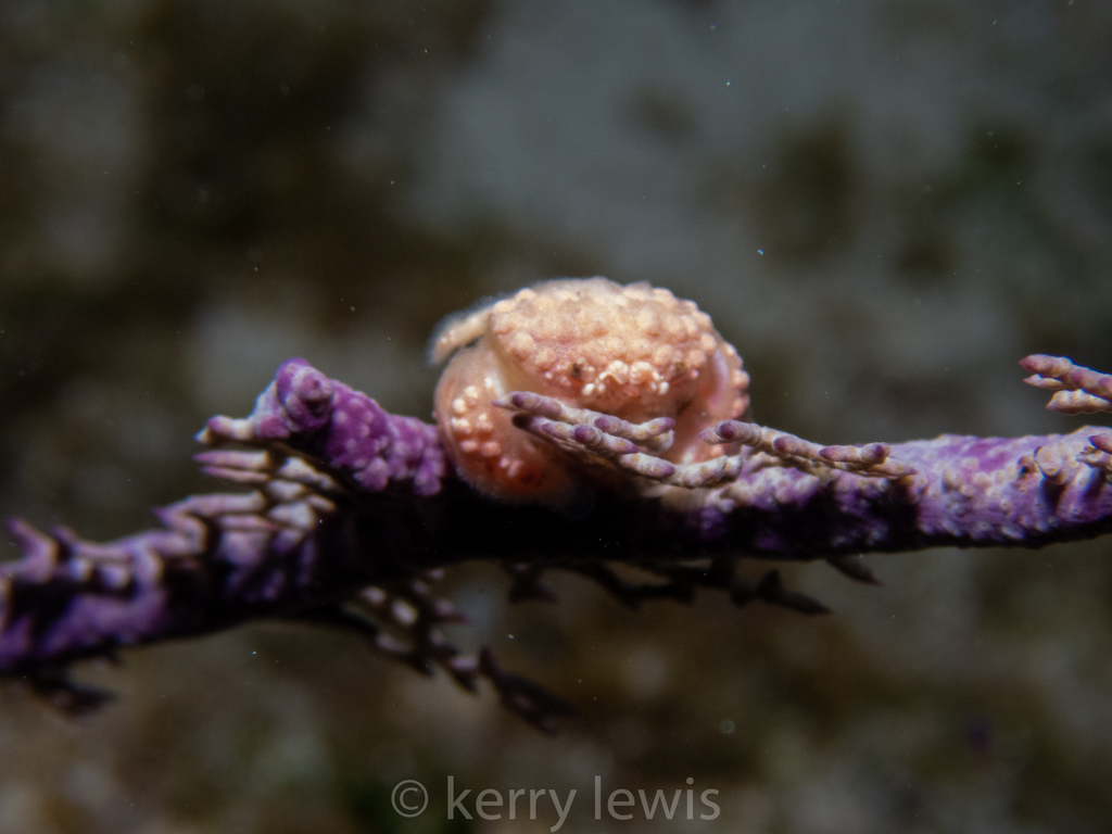 Paractaea from Fish Tank Reef, East End, Grand Cayman on April 1, 2021 ...