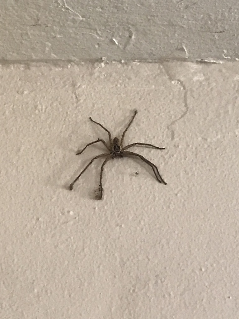 Pantropical Huntsman Spider from Puerto Rico, Juncos, PR, US on March ...