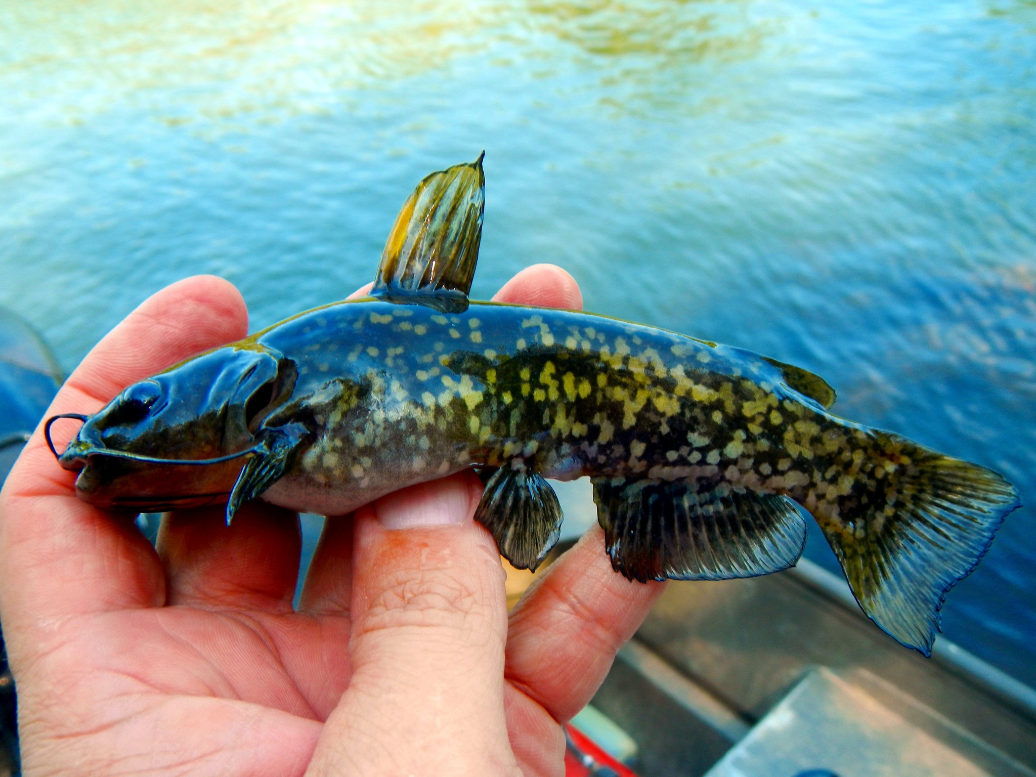 Spotted Bullhead Catfish