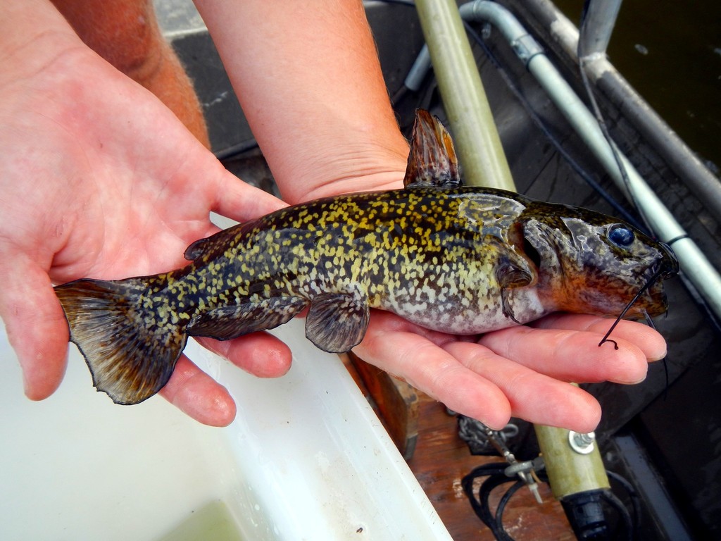 Spotted Bullhead (Ameiurus serracanthus) - Marine Life Identification