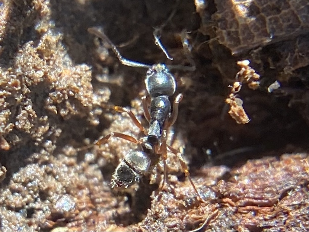 Asian Needle Ant from Cleveland, SC, US on April 03, 2021 at 02:19 PM ...