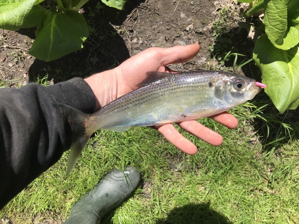 Alewife (Alosa pseudoharengus) - Marine Life Identification