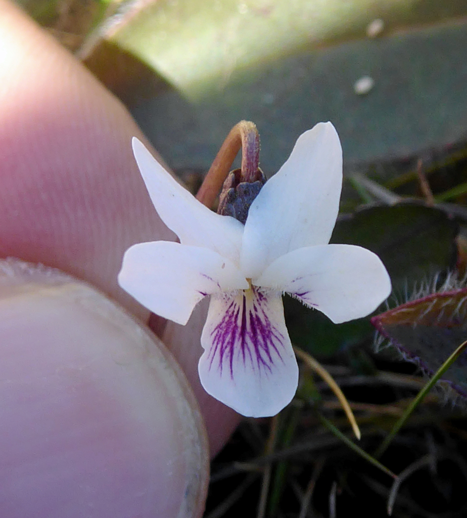 Mountain violet in November 2017 by Peter de Lange. Unnamed limestone ...