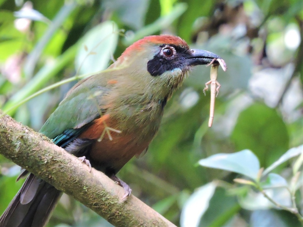 Large Motmots (Baryphthengus) - Avian Discovery